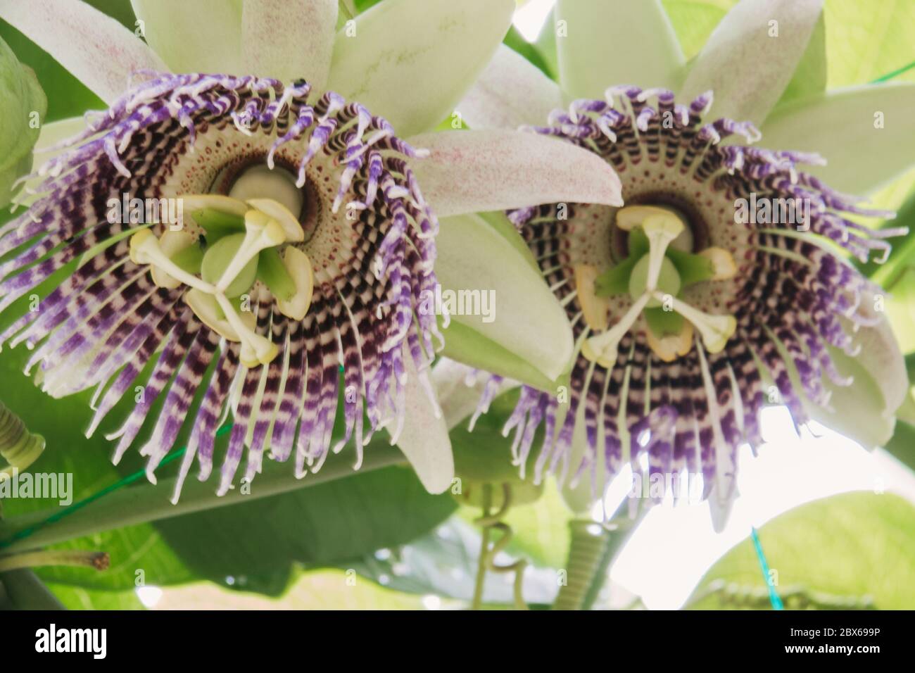 passiflora flower, crop, white and purple colors, granadilla Stock ...