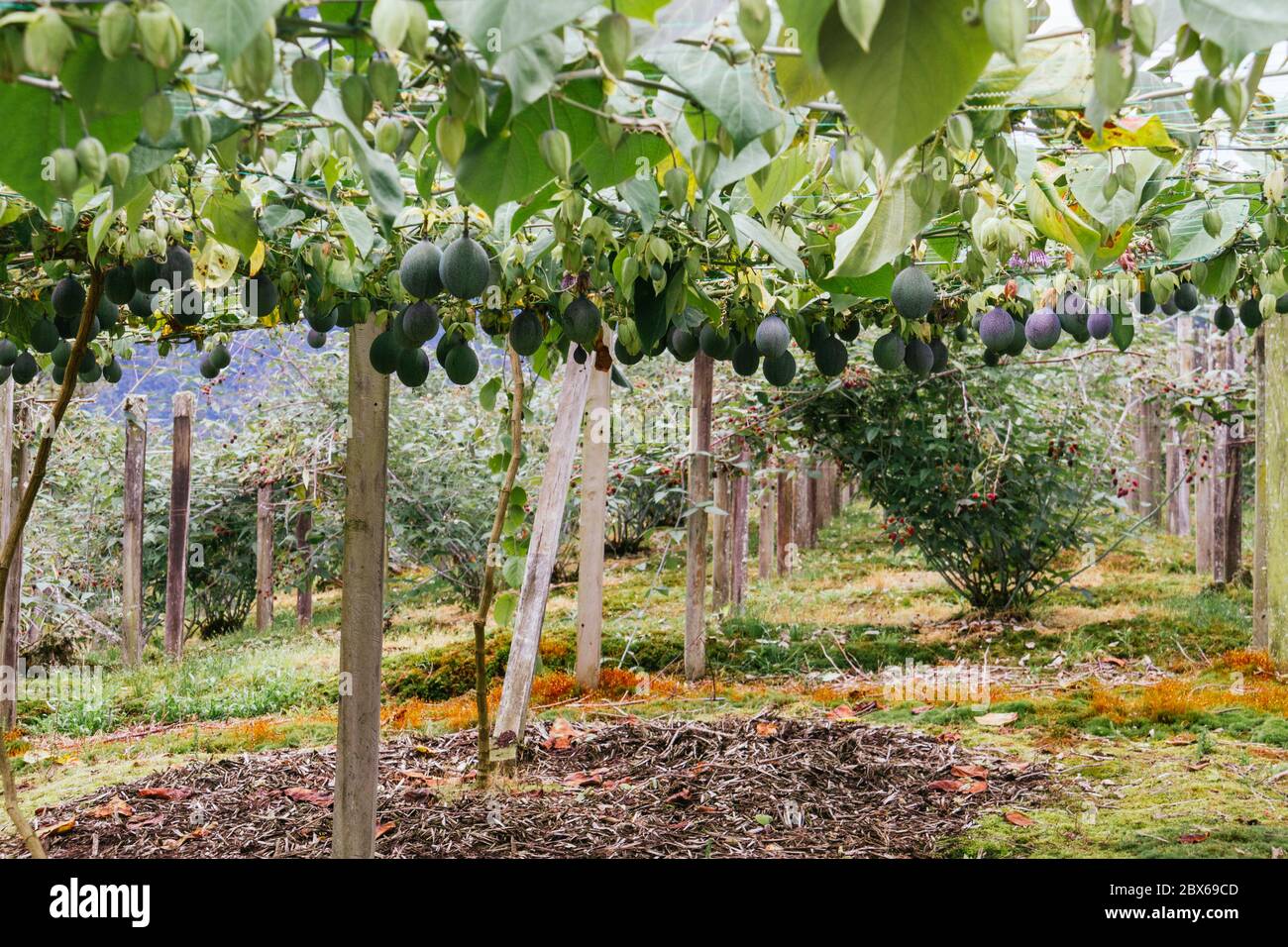 granadilla, passiflora crops, fruits hanging from the trellis, still ...
