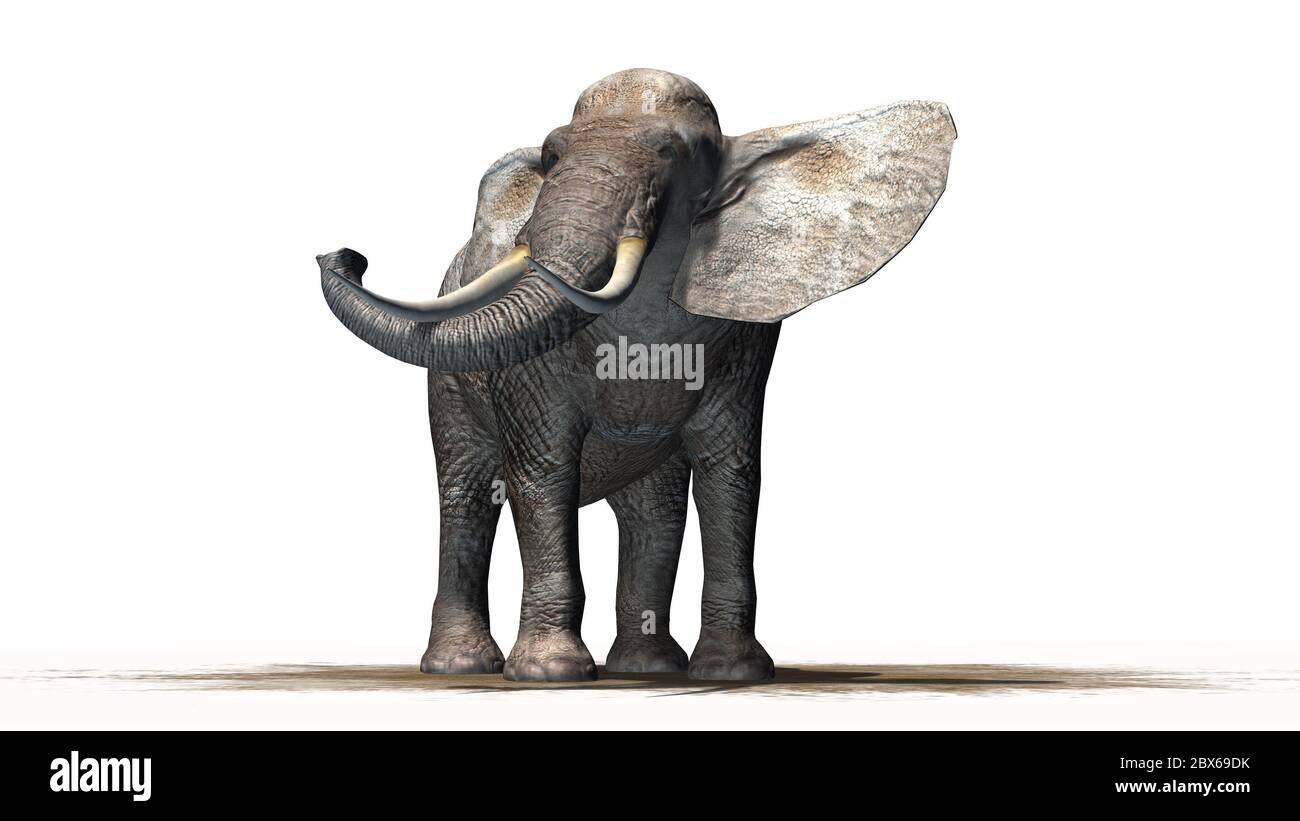 elephant on sand area - isolated on white background Stock Photo - Alamy