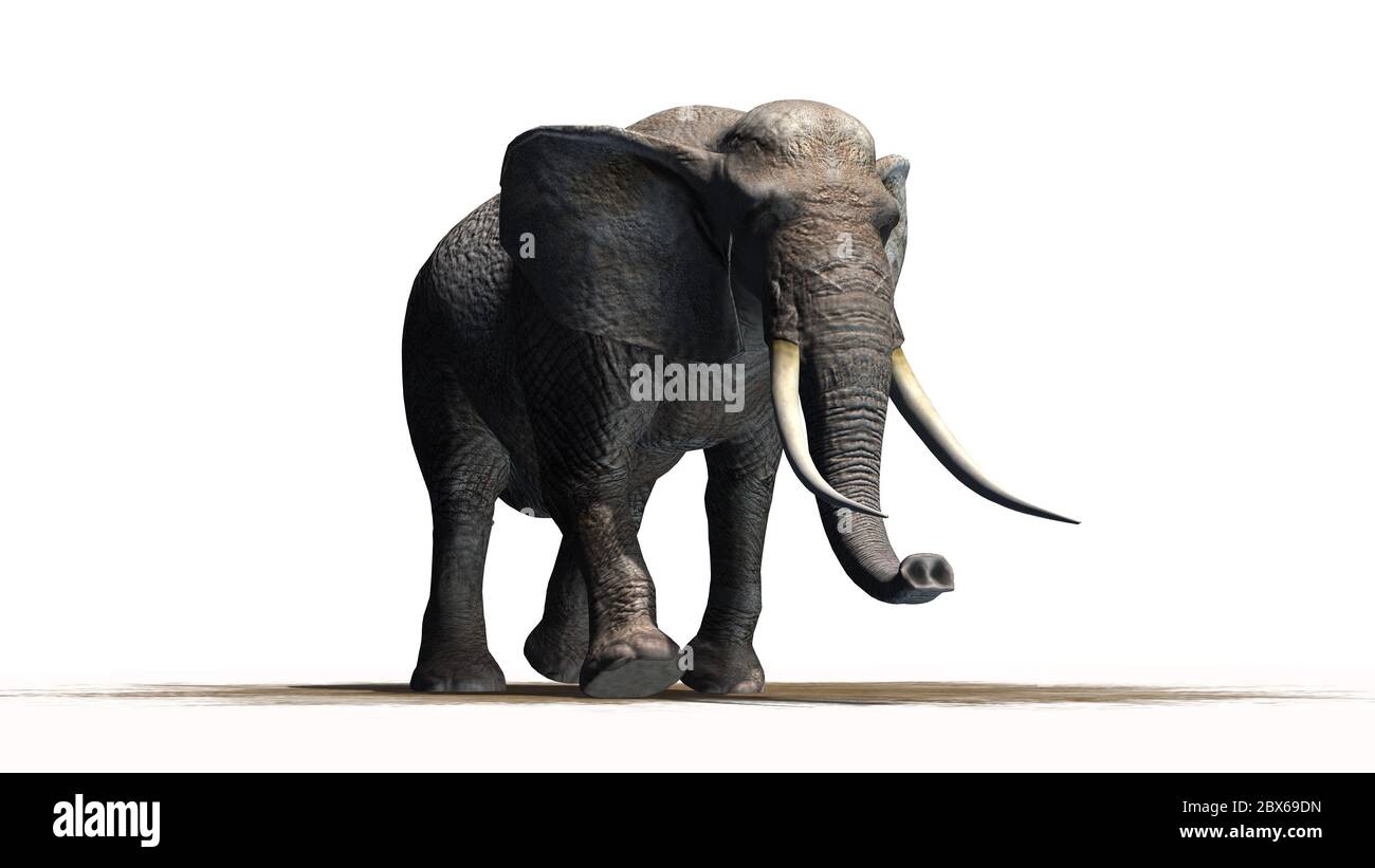 elephant on sand area - isolated on white background Stock Photo - Alamy
