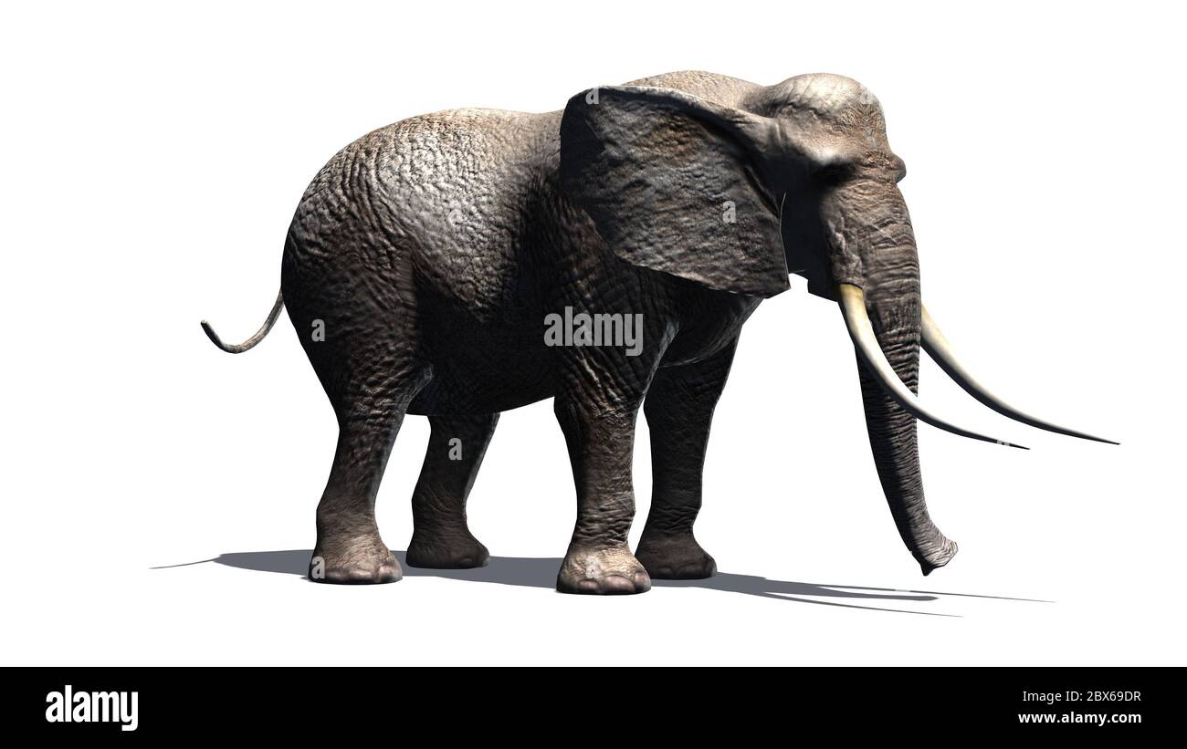 elephant with shadow on the floor - isolated on white background Stock ...