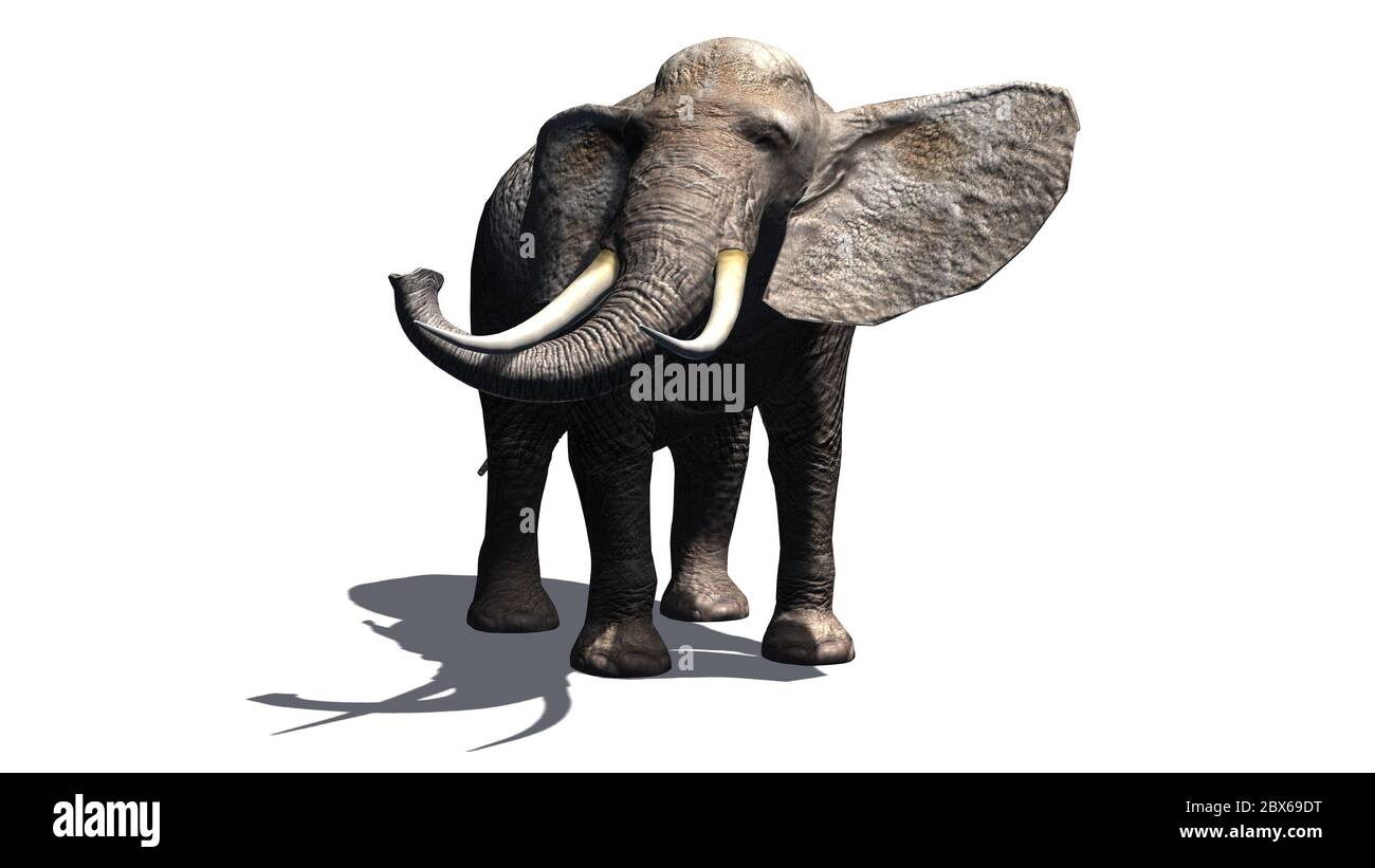 elephant with shadow on the floor - isolated on white background Stock ...