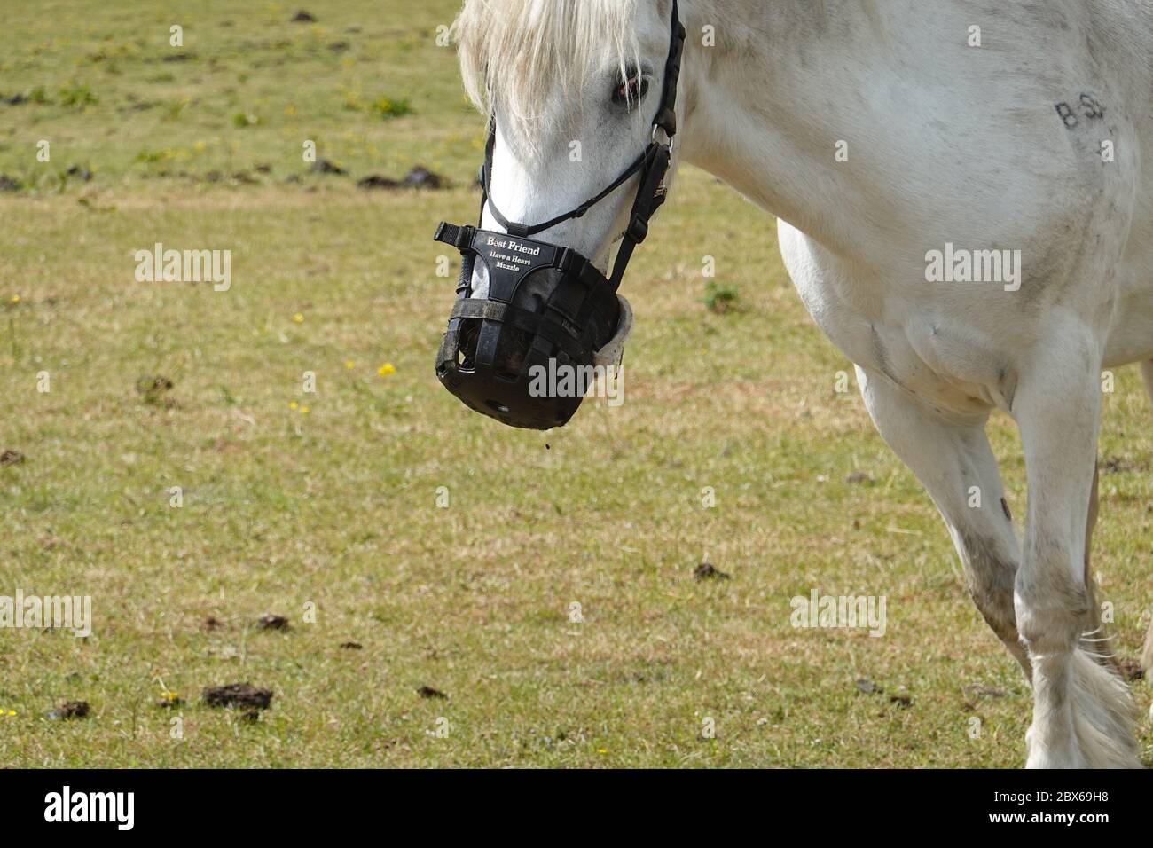Muzzled horse hi-res stock photography and images - Alamy