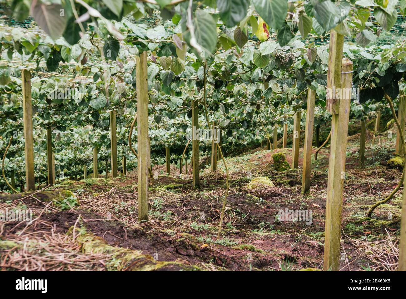 granadilla, passiflora crops, fruits hanging from the trellis, still ...