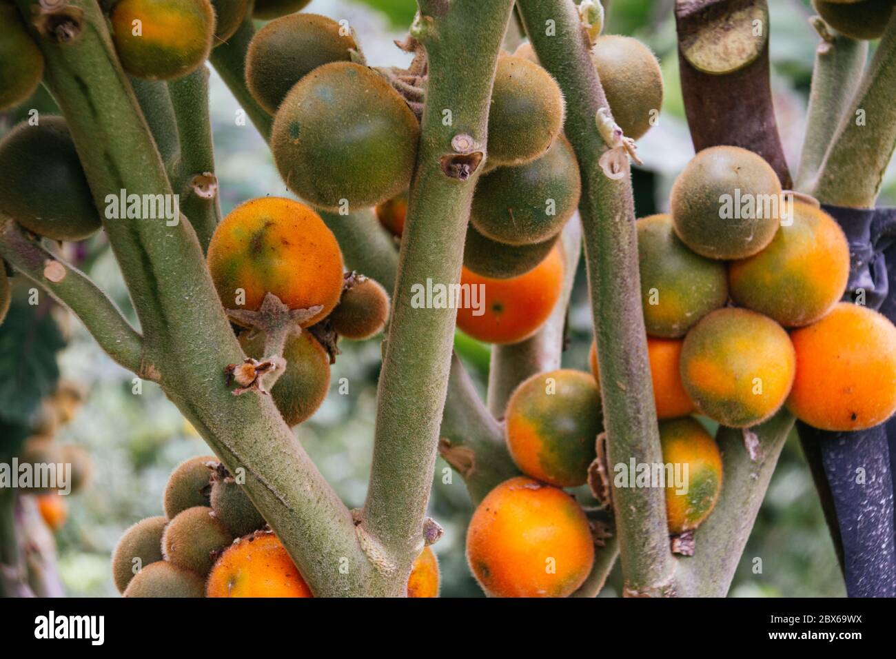 plantation of naranjilla, lulo, fruit from Ecuador, Latin America ...