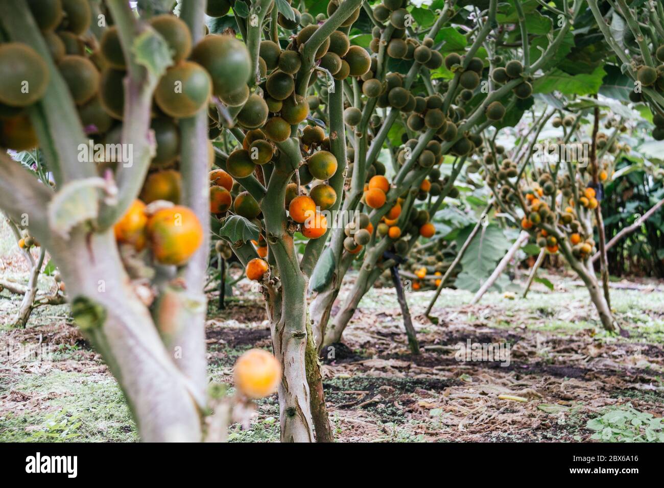 plantation of naranjilla, lulo, fruit from Ecuador, Latin America ...