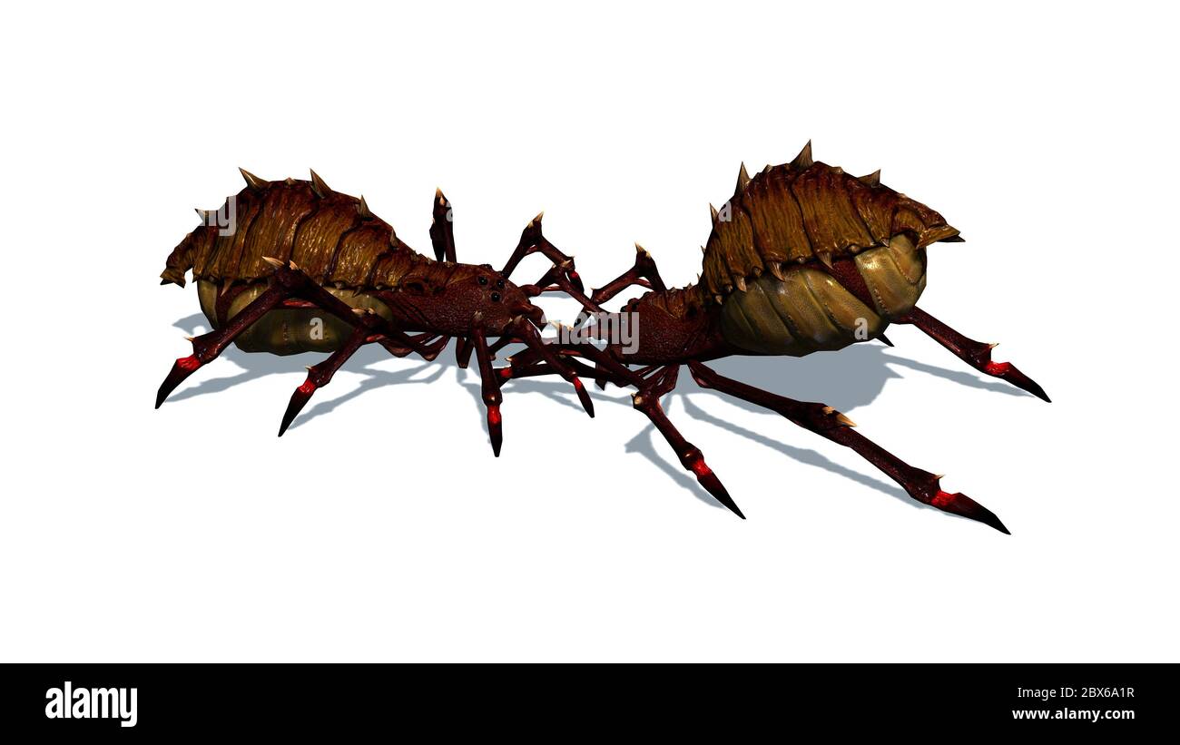 two fantasy spiders fight against each other - isolated on white ...