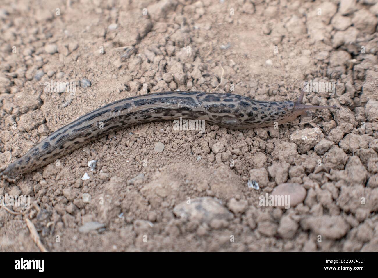 European giant garden slug, great grey slug, spotted garden slug, Limax ...