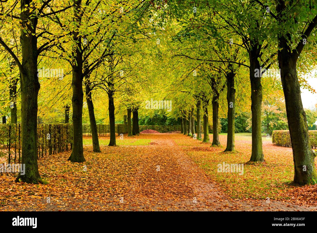 Several trees hi-res stock photography and images - Alamy