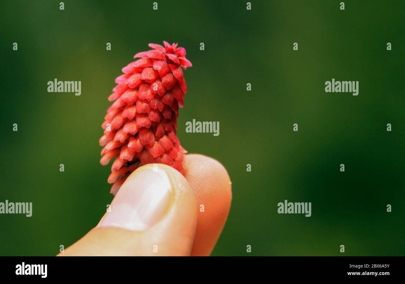 Red Pine Flower High Resolution Stock Photography and Images - Alamy