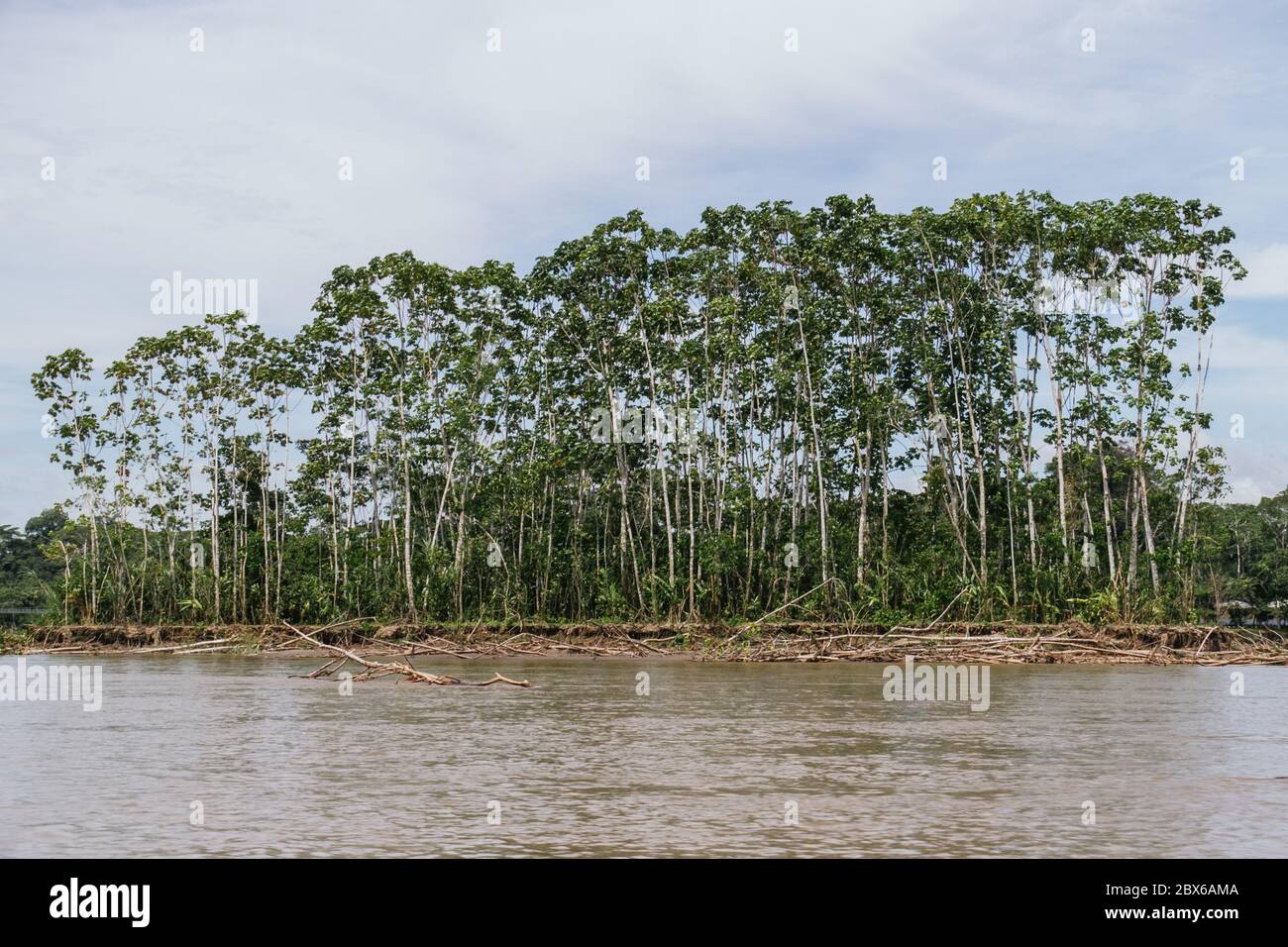 tropical landscape, amazon, riverside, tilapia pools, evergreen, trees ...