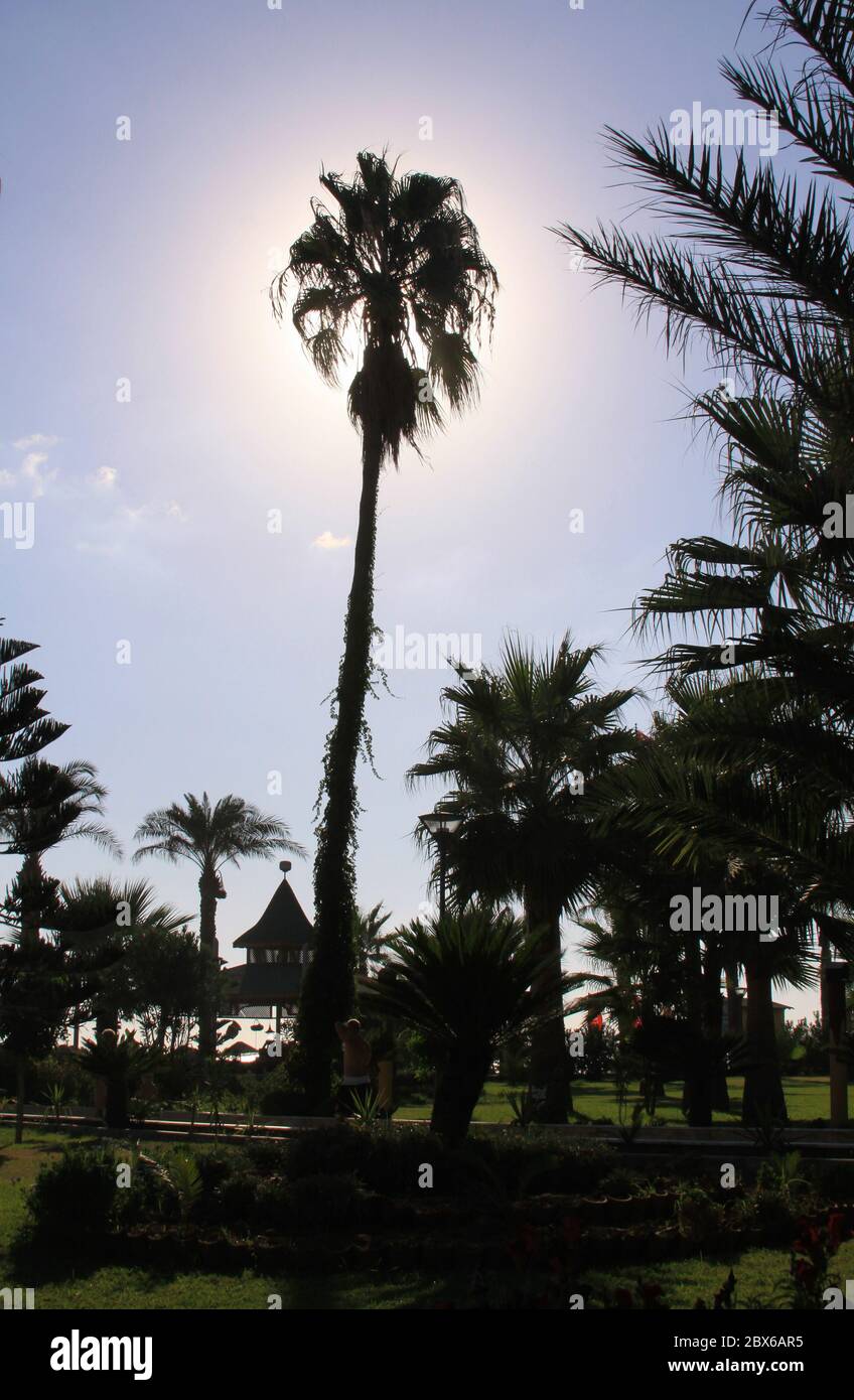 Palm tree silhouette during summer day scene in hotel garden on seaside ...