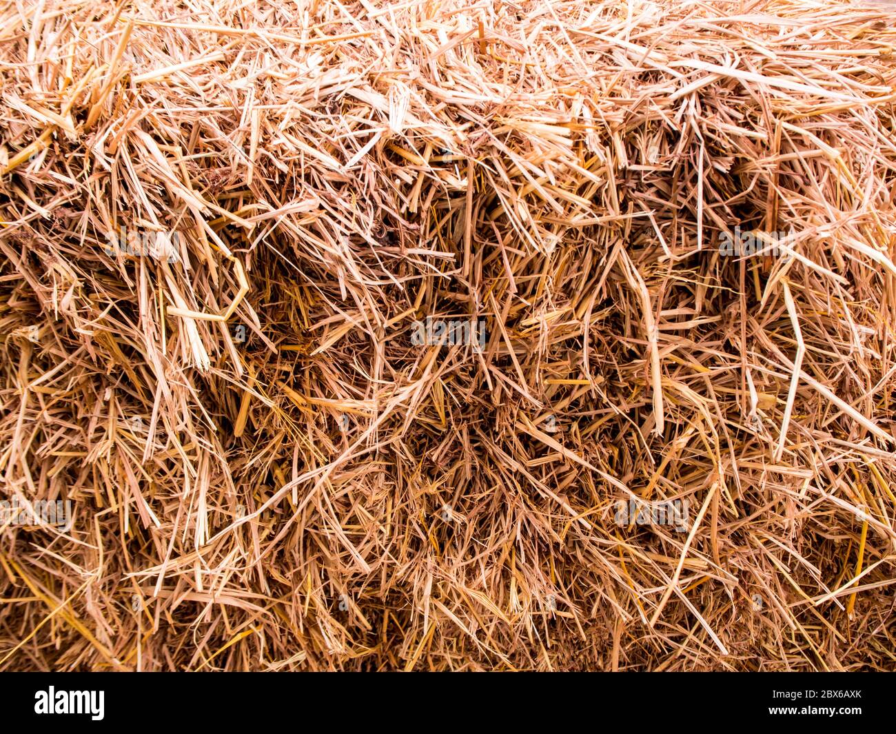 Texture of piled dried straw for animal feed Stock Photo - Alamy