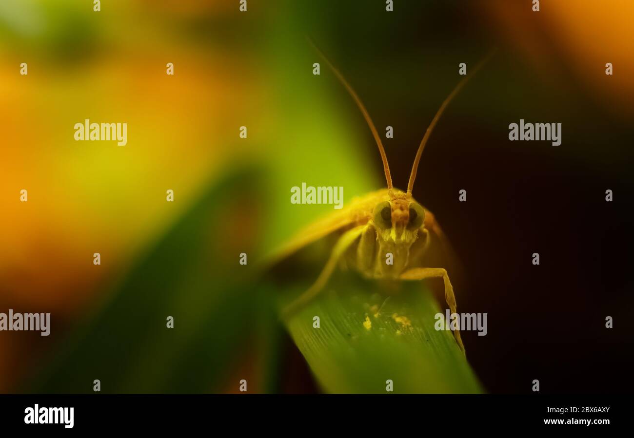 Forest fly close up Macro shot. The insect is a fly of the suborder ...