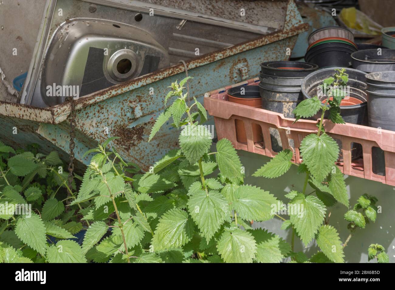 Nettle patch / leaves of Stinging Nettle / Urtica dioica in summer ...