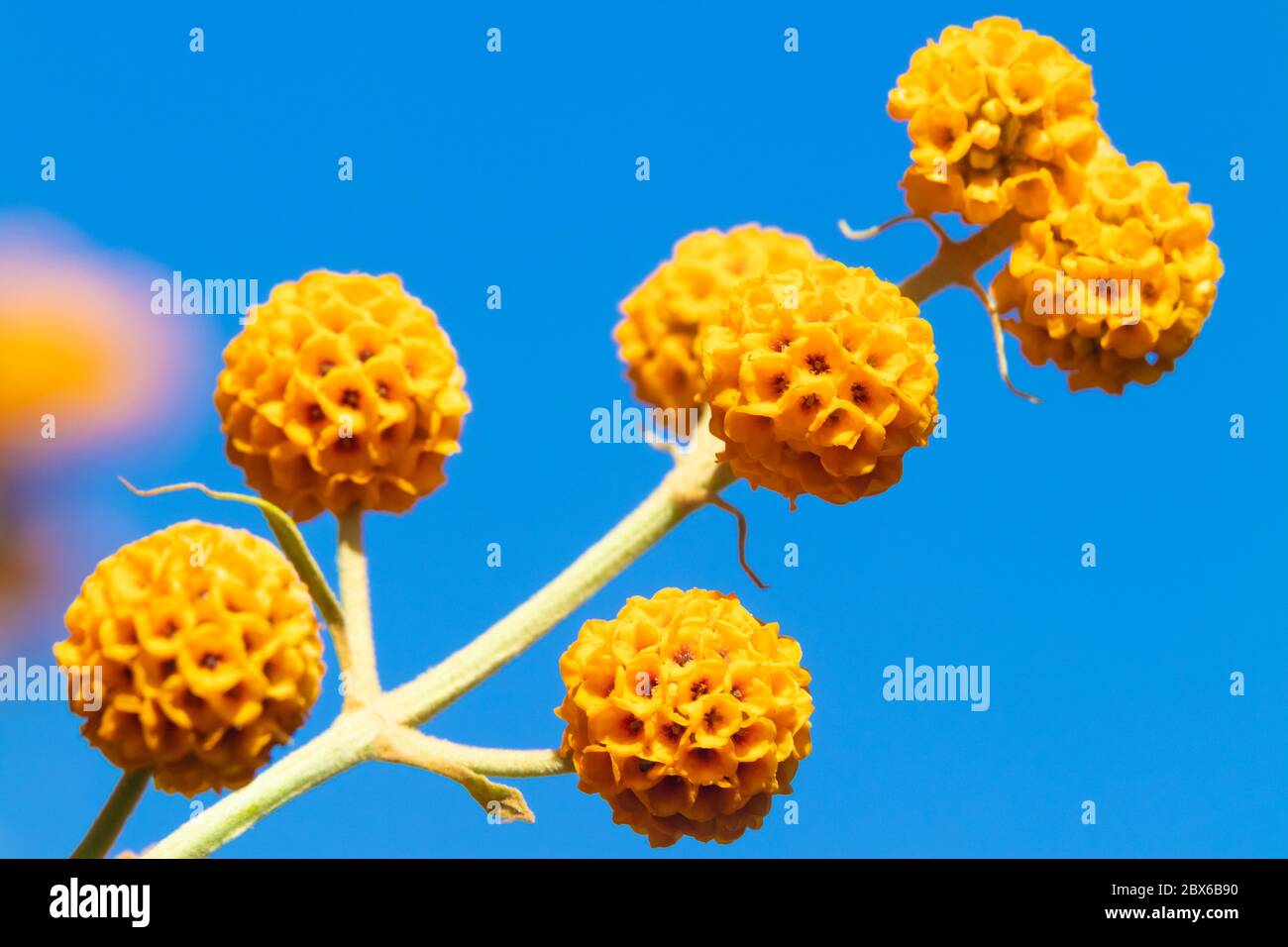 The Buddleia globosa ( Golden Ball ) growing in a garden in Fife ...