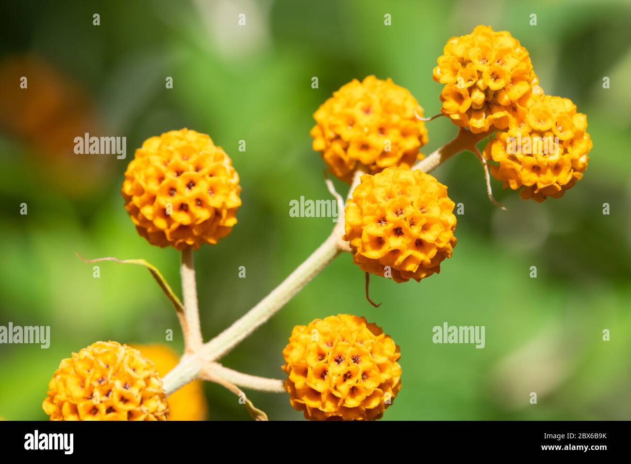 Buddleja globosa hi-res stock photography and images - Alamy
