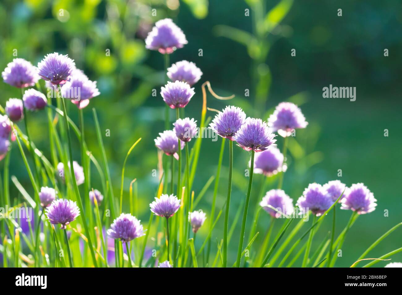 Chives in a garden with purple flowers Stock Photo - Alamy