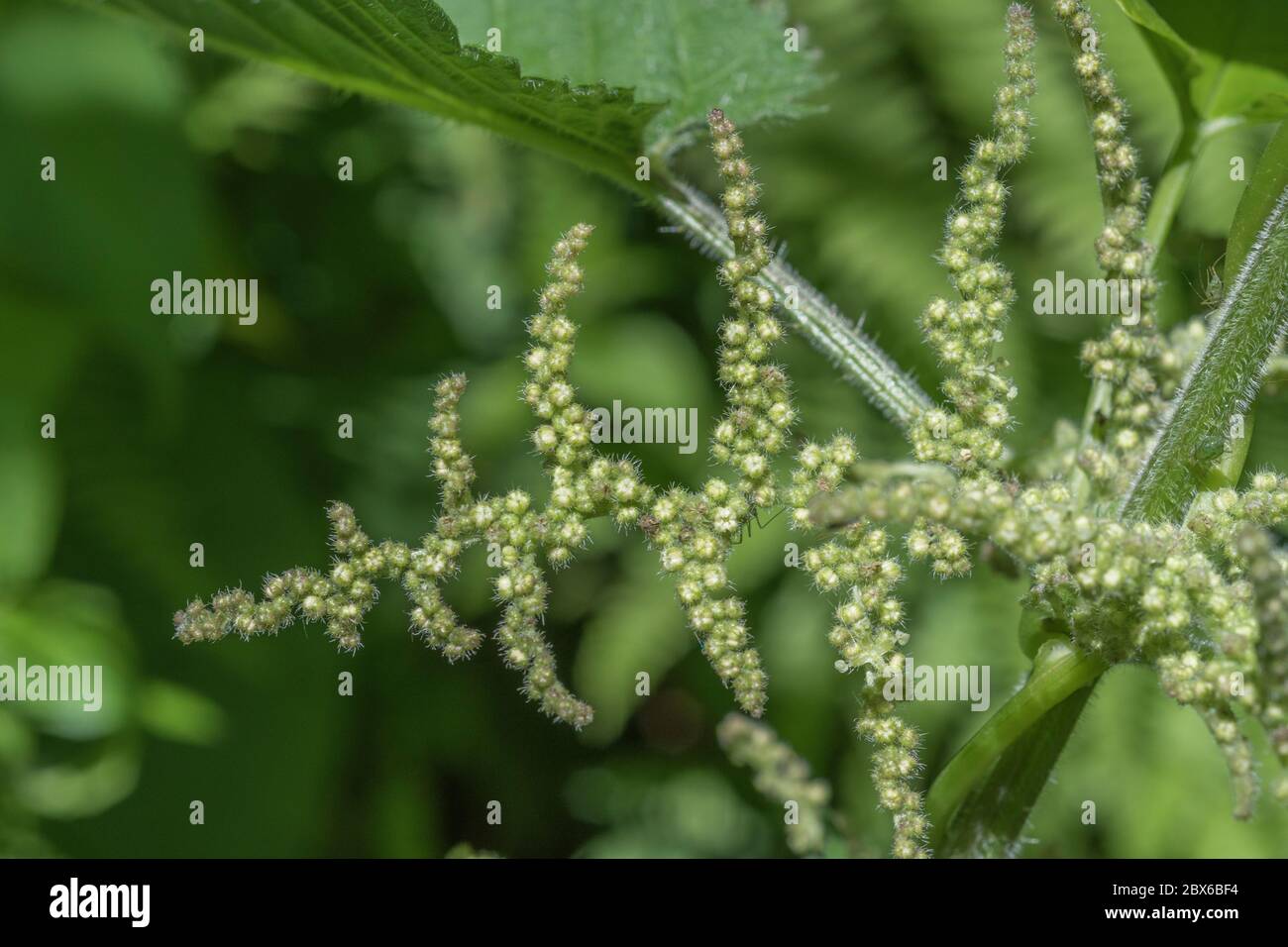 Close-up macro shot of sunlit common Stinging Nettle / Urtica dioica ...