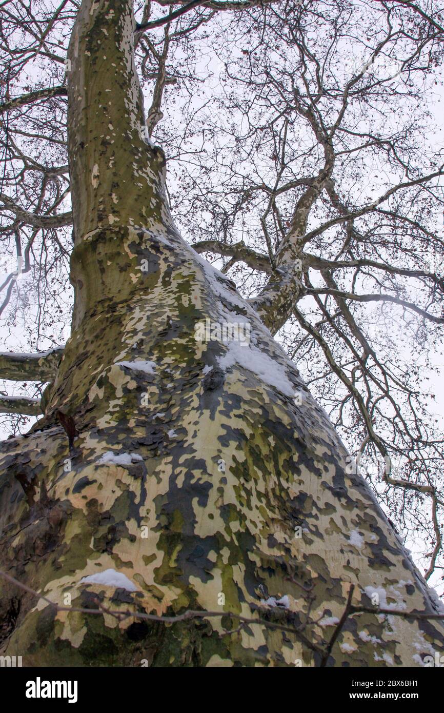 Leafless sycamore tree hi-res stock photography and images - Alamy