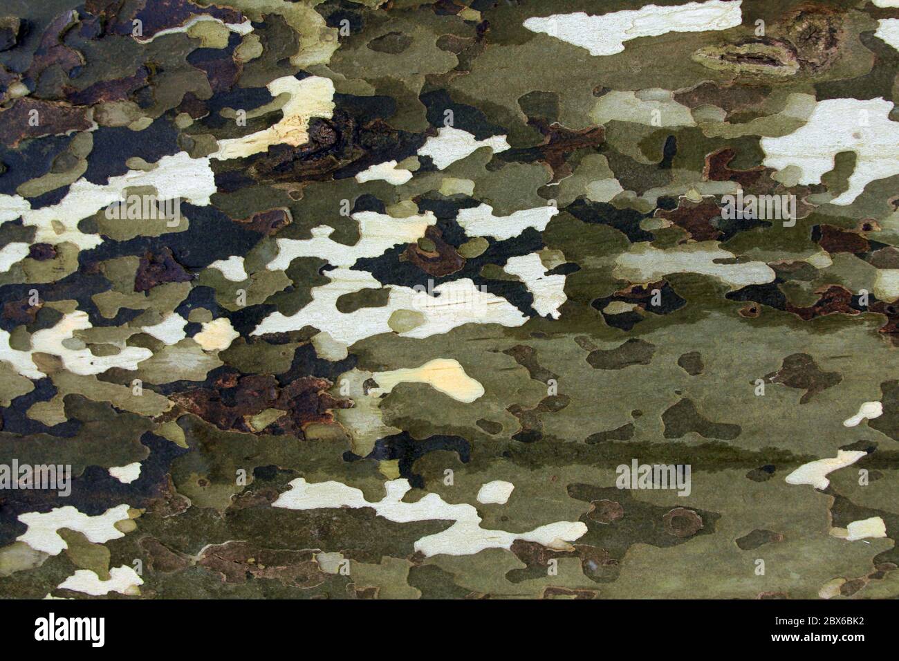 Sycamore bark on tree trunk texture. Military background pattern ...