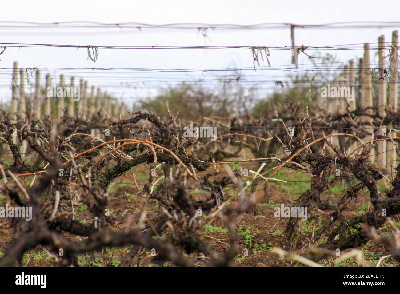 Grape vine plants in vineyard culture in spring Stock Photo - Alamy