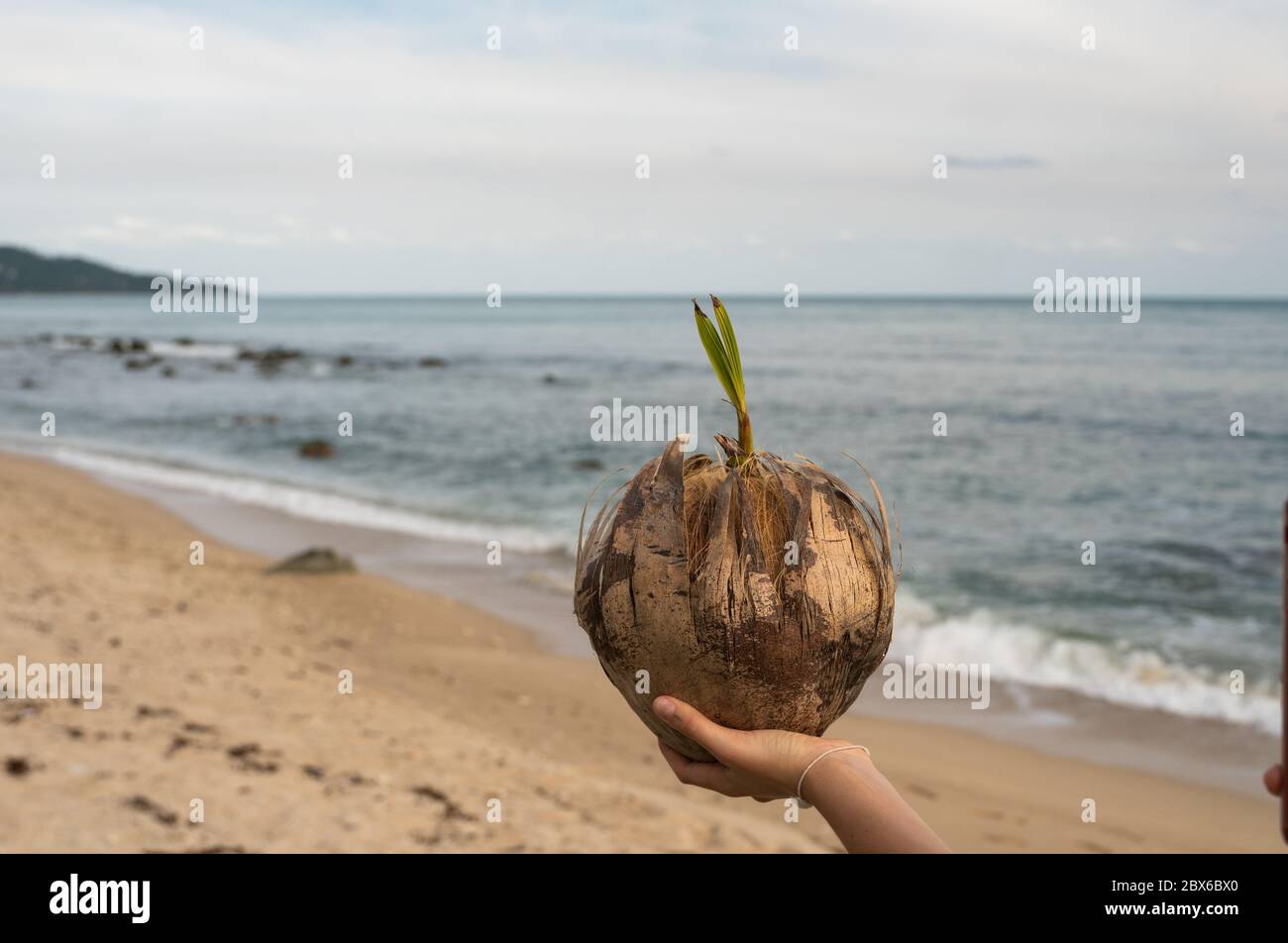 Young coconut palm tree sprout hi-res stock photography and images - Alamy
