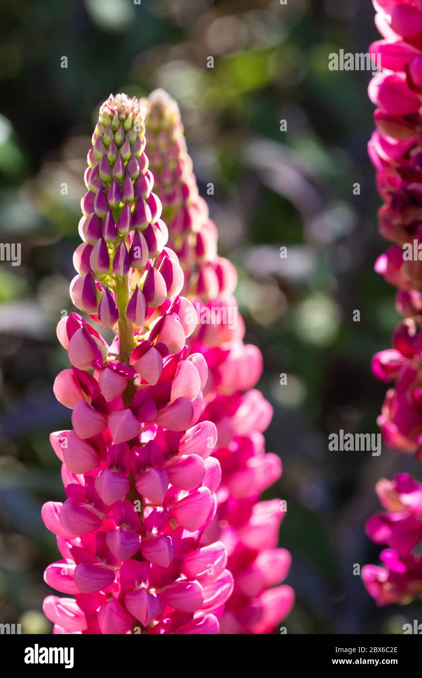 Lupins garden flower hi-res stock photography and images - Alamy