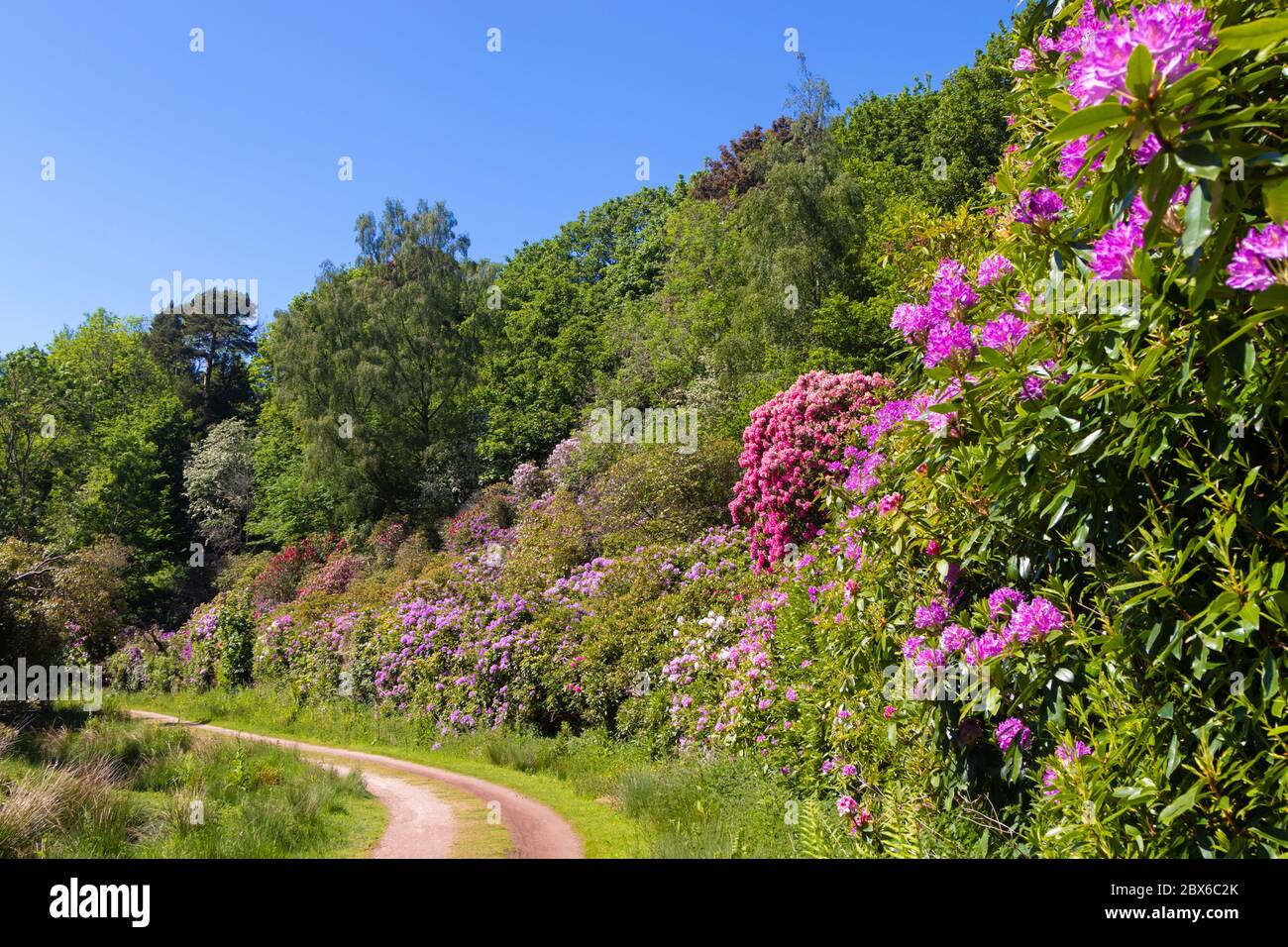 rhododendron bushes in flower in Scotland late May Stock Photo - Alamy