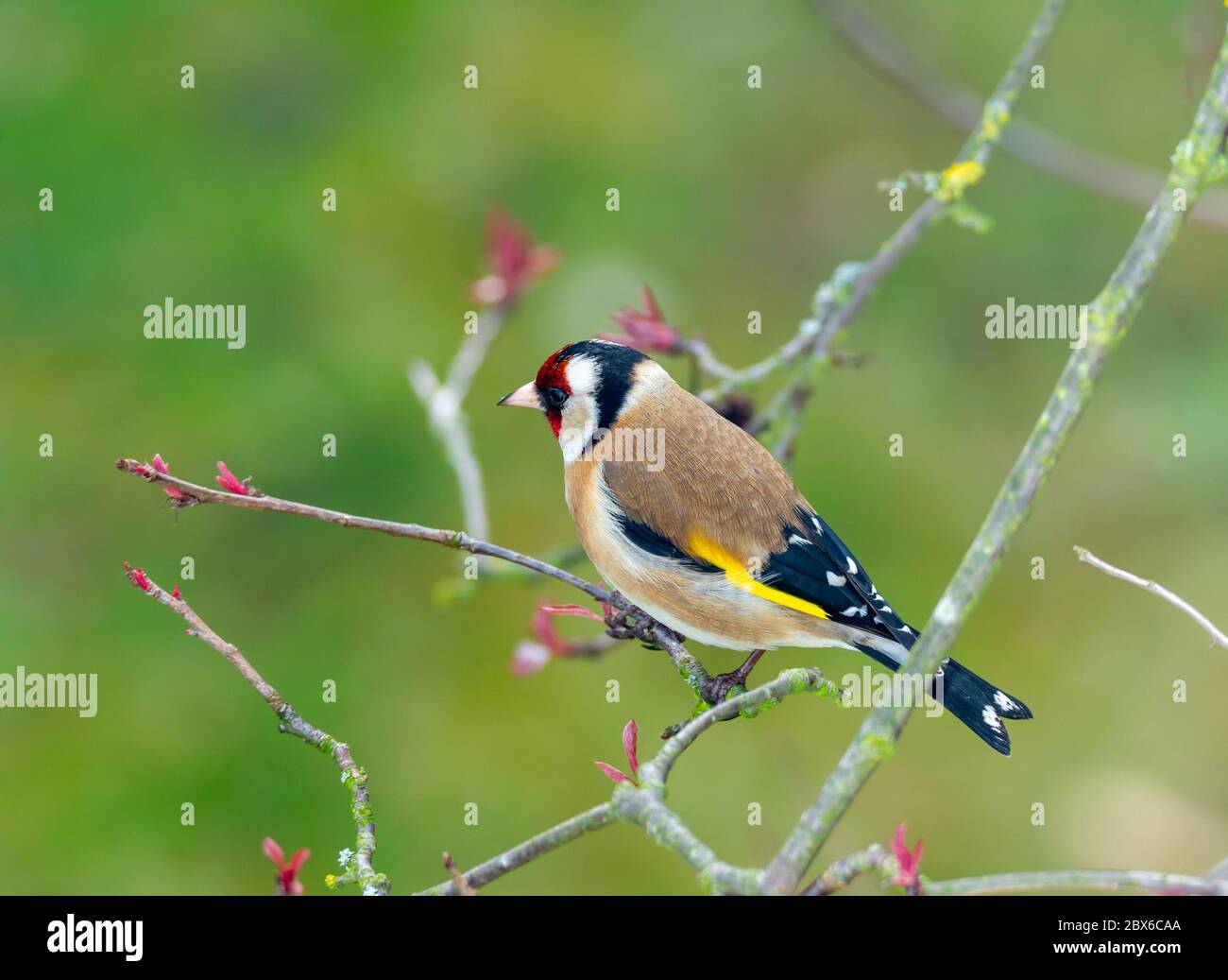 Stieglitz distelfink (carduelis carduelis) hi-res stock photography and ...