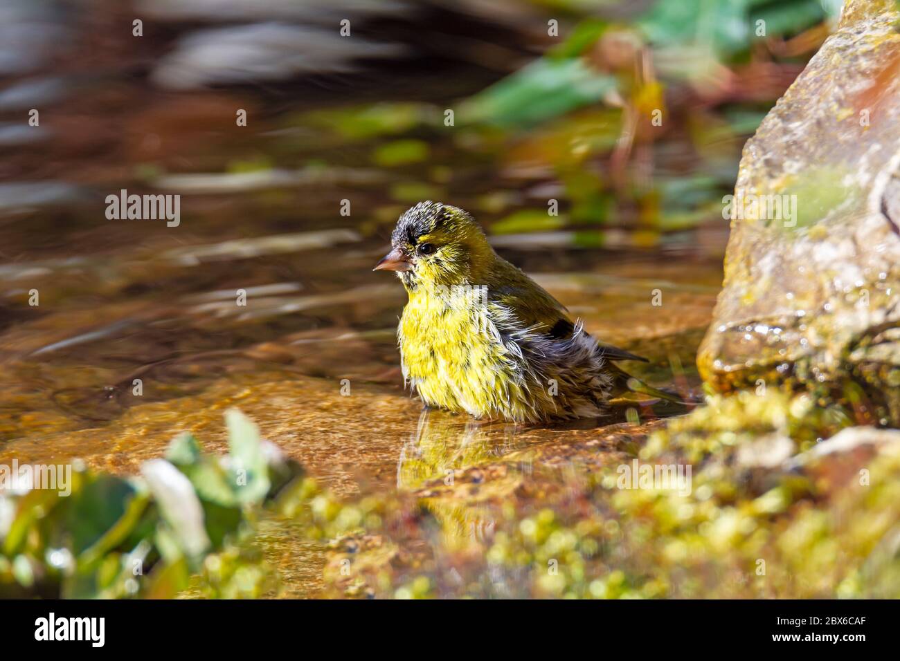 Closeup of a male siskin bird taking a bath in the pond Stock Photo - Alamy