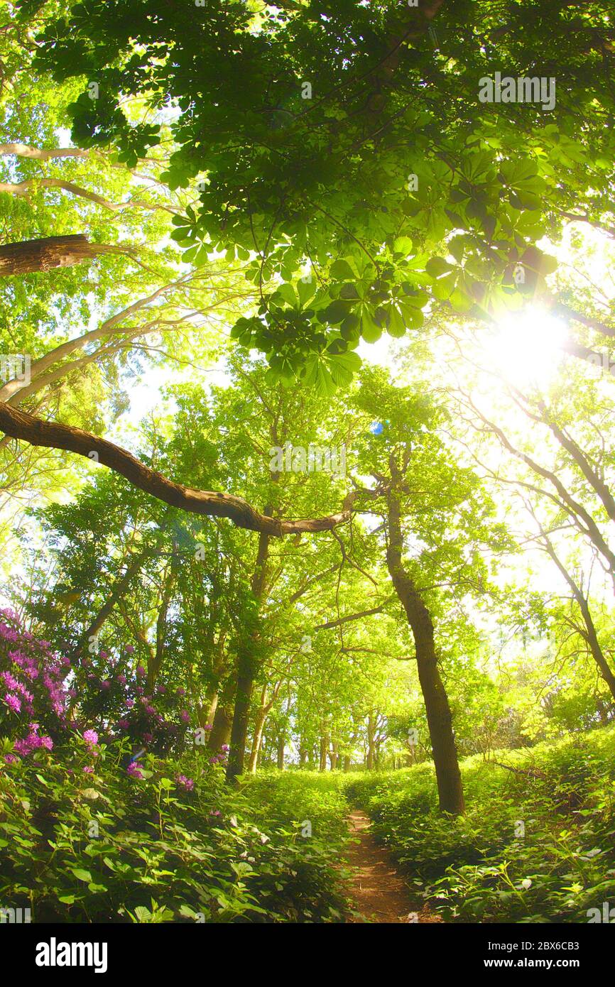 United Kingdom Plants High Resolution Stock Photography and Images - Alamy