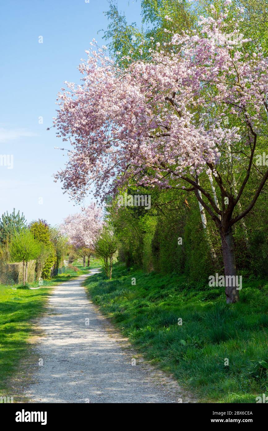 Footpath with pink flowering trees in a park Stock Photo - Alamy