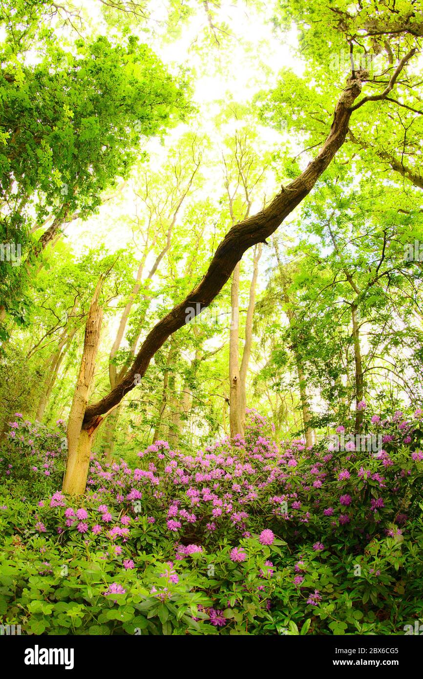 United Kingdom Plants High Resolution Stock Photography and Images - Alamy