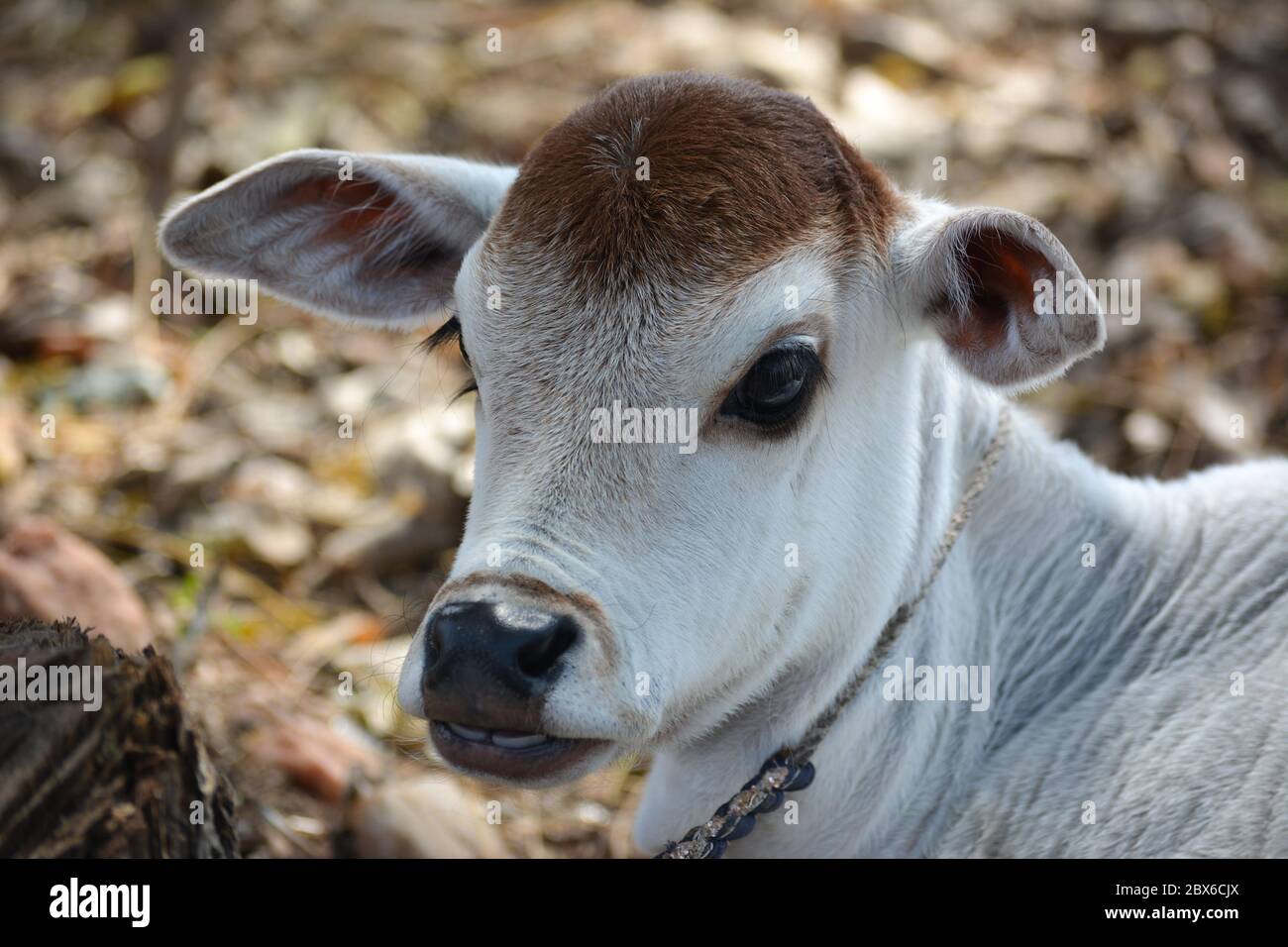 Beautiful little calf at dairy farm. Newborn baby cow Stock Photo - Alamy