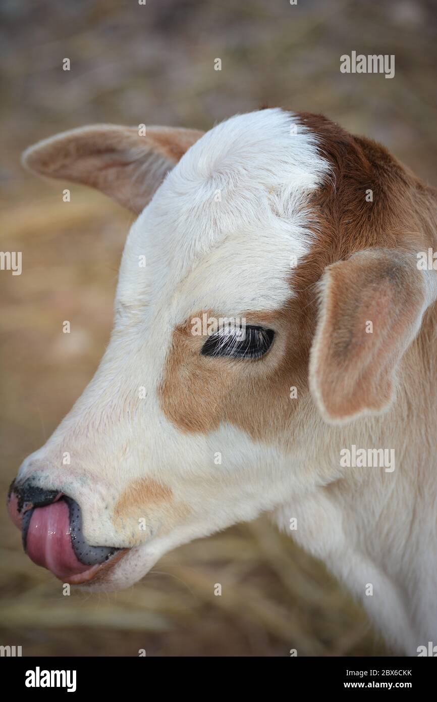 Beautiful little calf at dairy farm. Newborn baby cow Stock Photo - Alamy