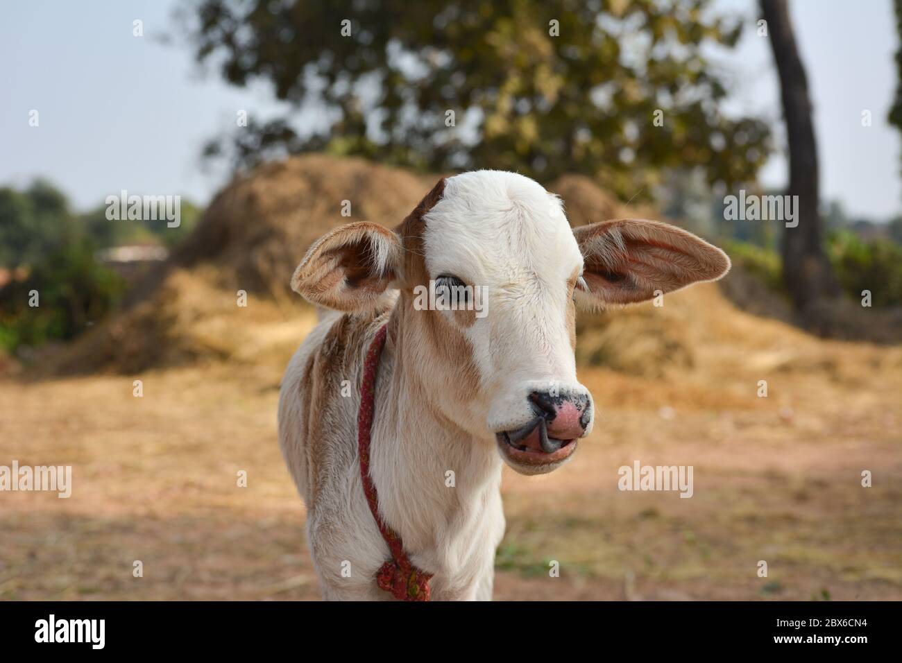 Beautiful little calf at dairy farm. Newborn baby cow Stock Photo - Alamy