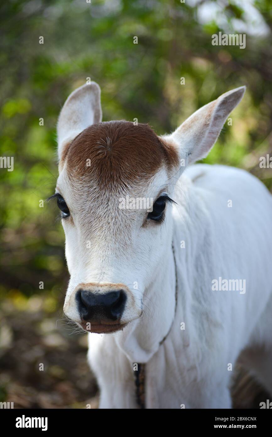 Beautiful little calf at dairy farm. Newborn baby cow Stock Photo - Alamy