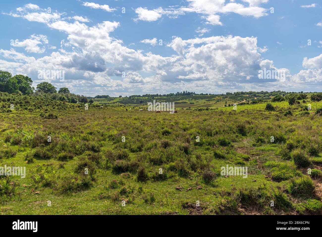 New Forest landscape in summer at Ashley Walk Stock Photo - Alamy