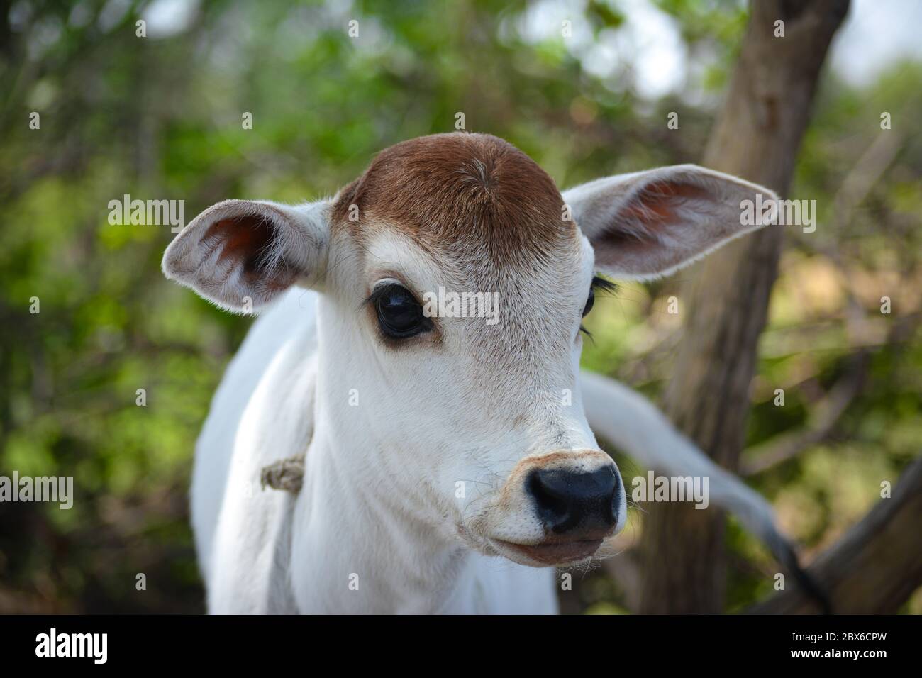 Baby Calf Cow