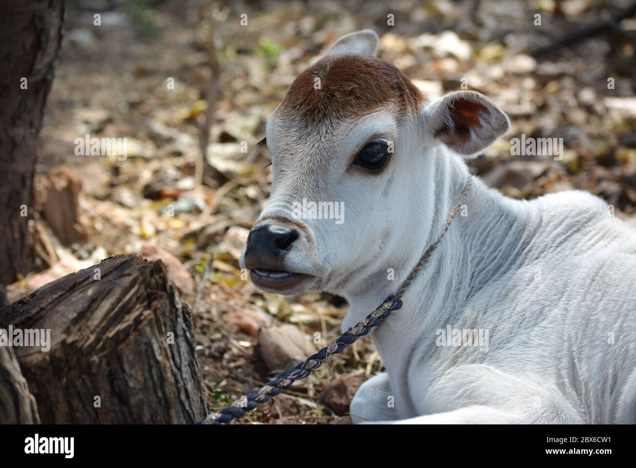Beautiful little calf at dairy farm. Newborn baby cow Stock Photo - Alamy