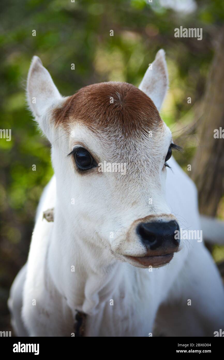 Beautiful little calf at dairy farm. Newborn baby cow Stock Photo - Alamy