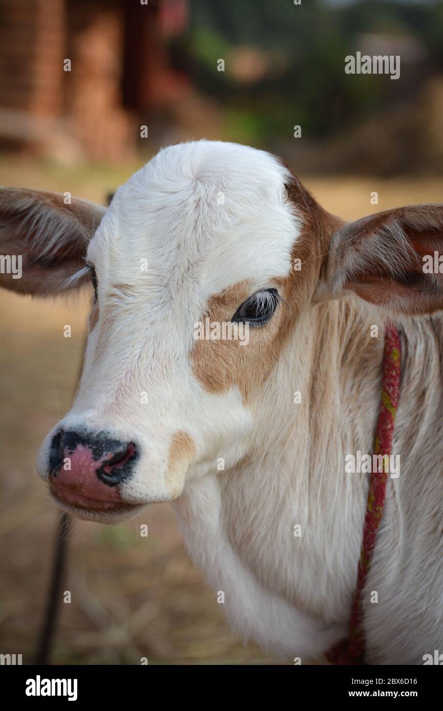 Beautiful little calf at dairy farm. Newborn baby cow Stock Photo - Alamy