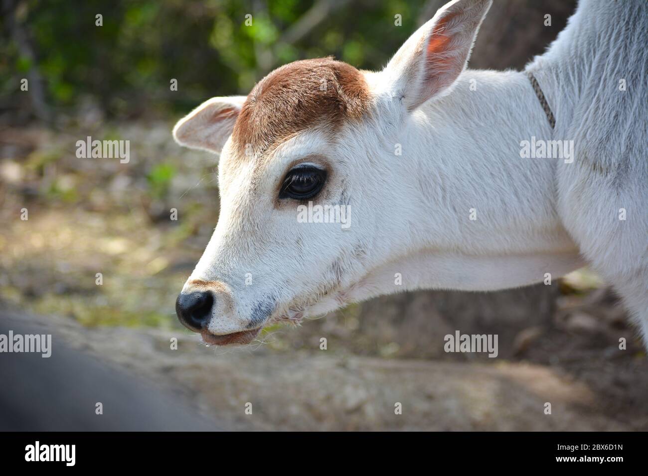 Beautiful little calf at dairy farm. Newborn baby cow Stock Photo - Alamy