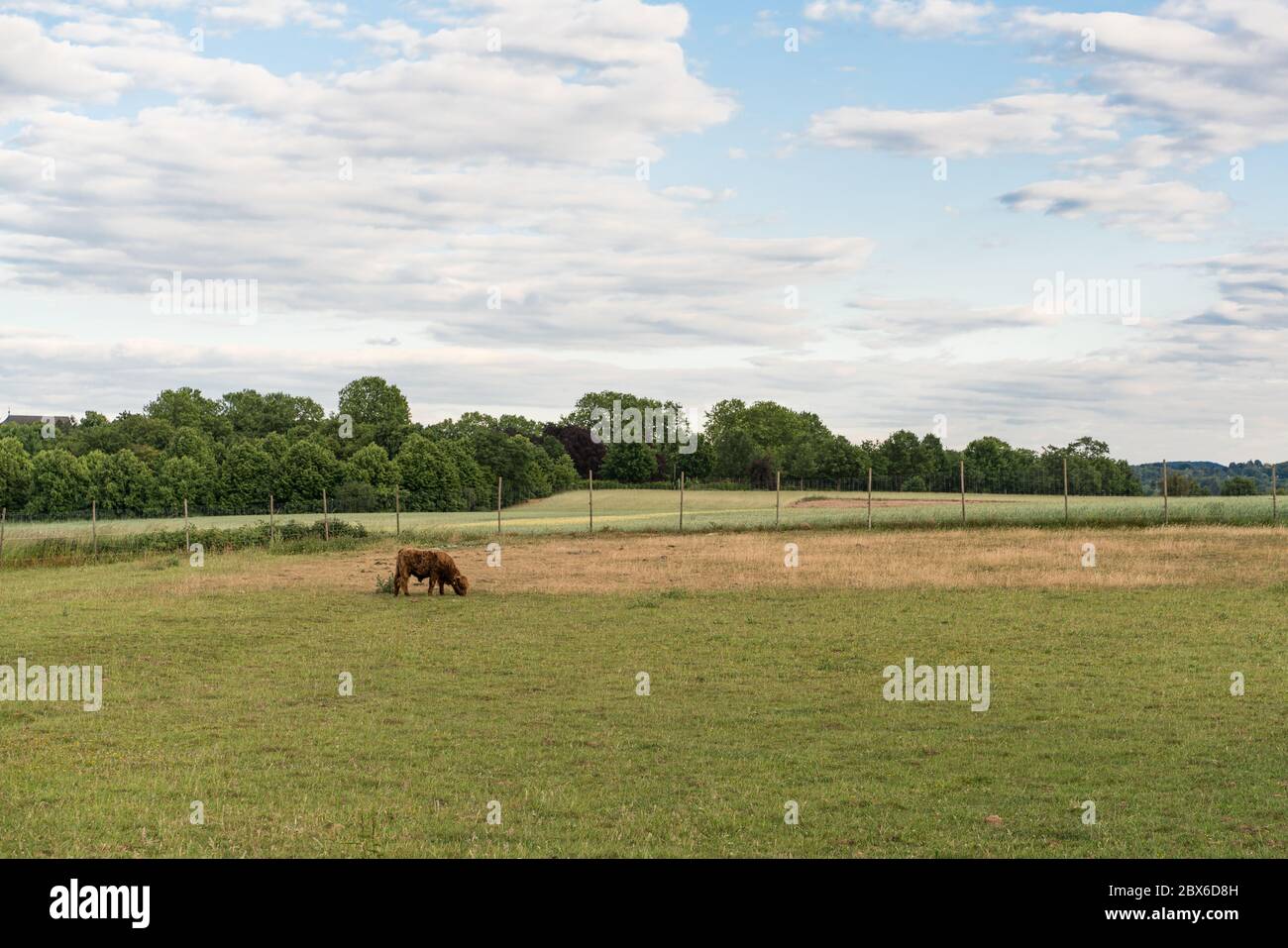 Lone single pasture hi-res stock photography and images - Alamy
