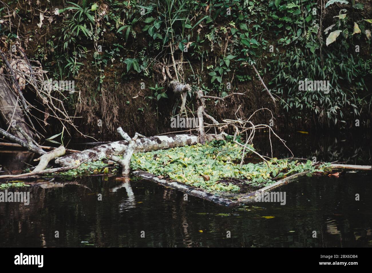 riverbank of the amazon river, vegetation, calm scene, ecuador Stock ...