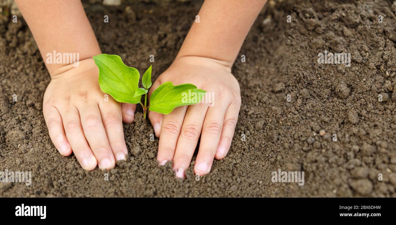 Boy planting sapling hi-res stock photography and images - Alamy