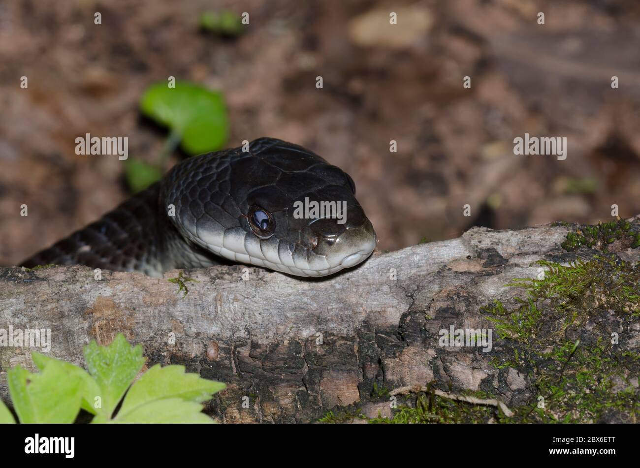 Eye snake hi-res stock photography and images - Alamy