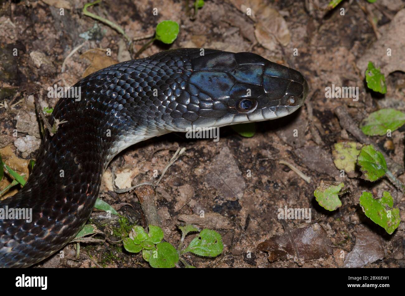 Black Rat Snake, Pantherophis obsoletus, with damaged eye Stock Photo ...