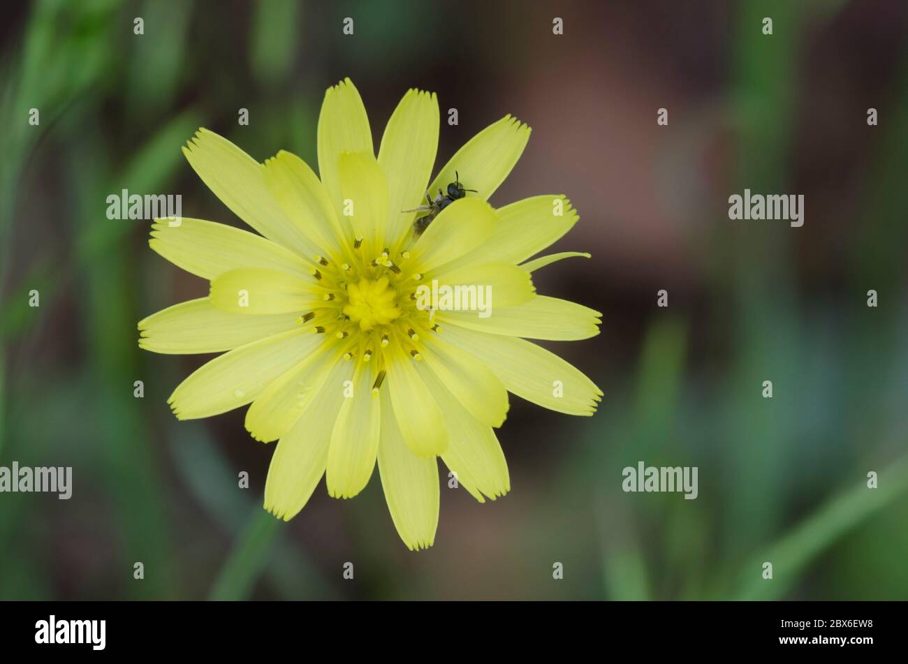 False dandelion hi-res stock photography and images - Alamy